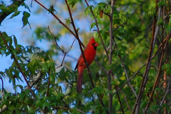 Northern Cardinal (male) | Project Noah