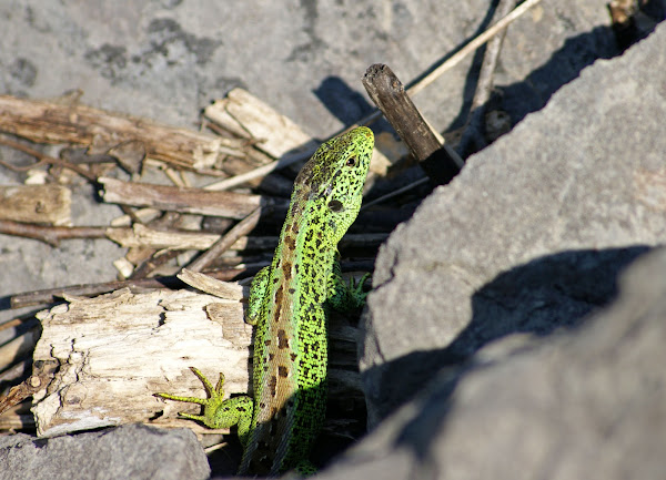 Sand Lizard | Project Noah
