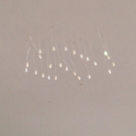 Green Lacewing Eggs | Project Noah