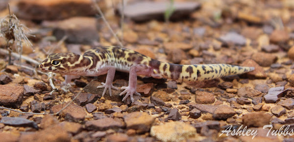Texas Banded Gecko | Project Noah