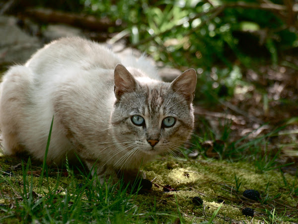 Wild cat hybrid/feral cat | Project Noah