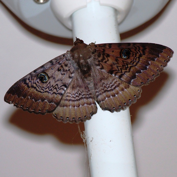 Northern Old Lady Moth | Project Noah