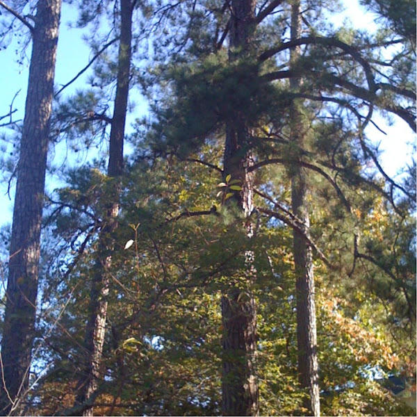 Pine tree | Project Noah