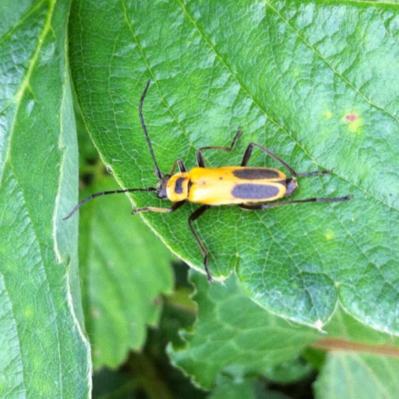 Pennsylvania Firefly | Project Noah