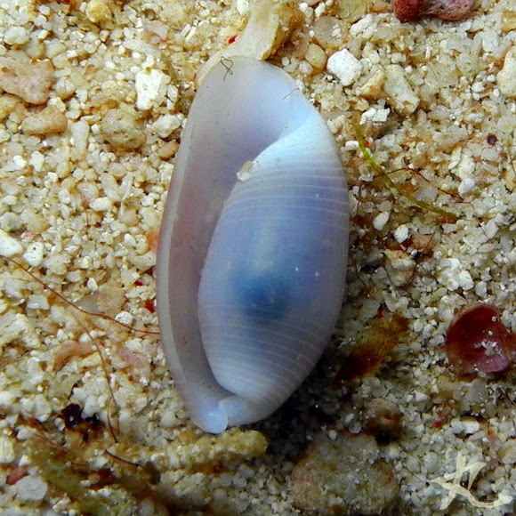 Striate Bubble | Project Noah