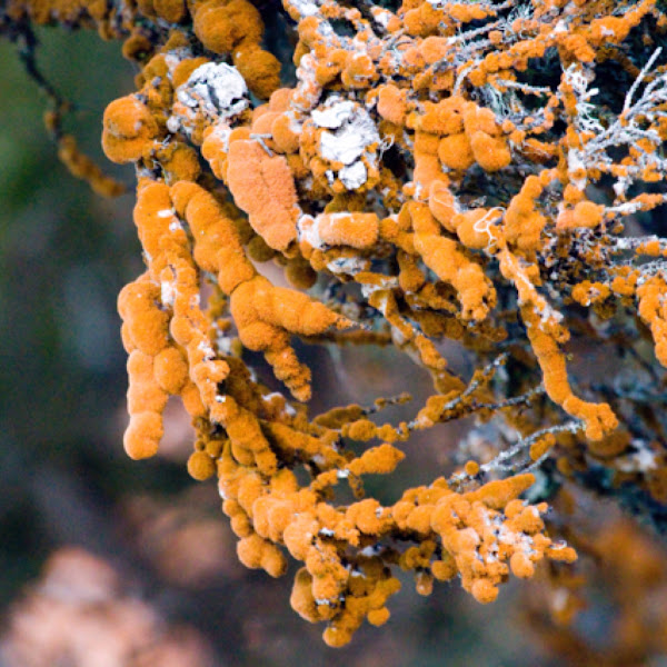 Rust-colored Algae | Project Noah