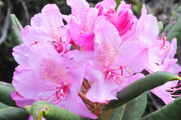 Pacific rhododendron | Project Noah