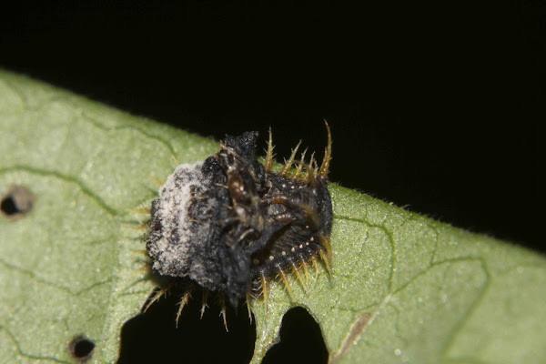 Tortoise Beetle (larvae) | Project Noah