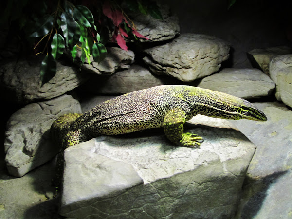 Sand Goanna, Gould's Monitor or Sand Monitor | Project Noah