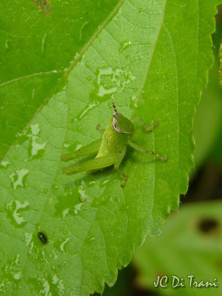 Grasshopper nymph | Project Noah