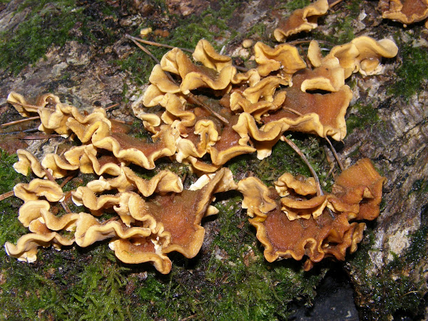 Stereum hirsutum | Project Noah