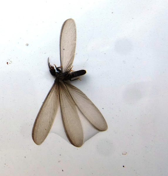 Termite | Project Noah