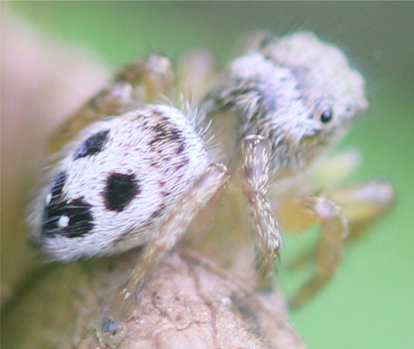 salticid spider | Project Noah