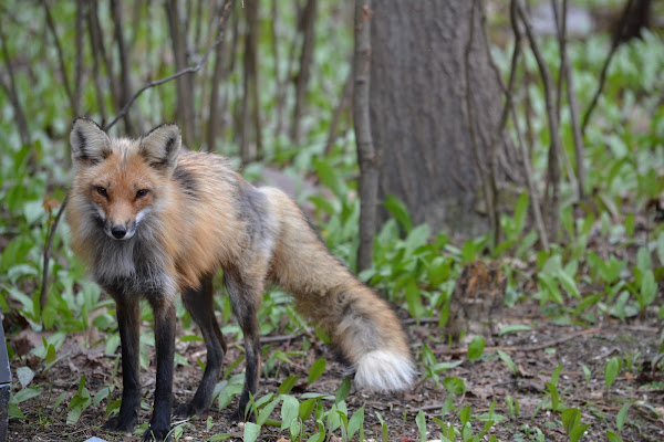 Red Fox | Project Noah