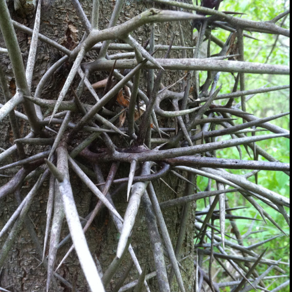 Honey locust | Project Noah