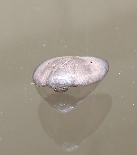 Arctiid moth | Project Noah