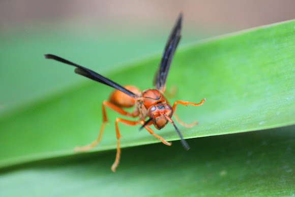 Red Wasp | Project Noah