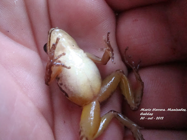 Colostethus fraterdanieli | Project Noah