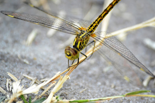 Southern Yellowjack | Project Noah