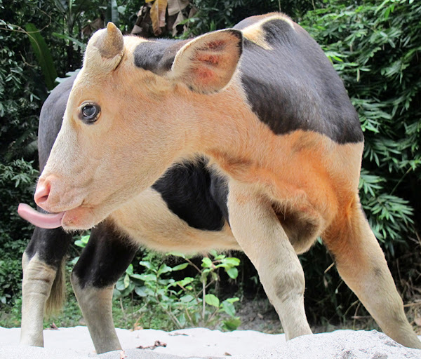 Mithun, the Gayal | Project Noah