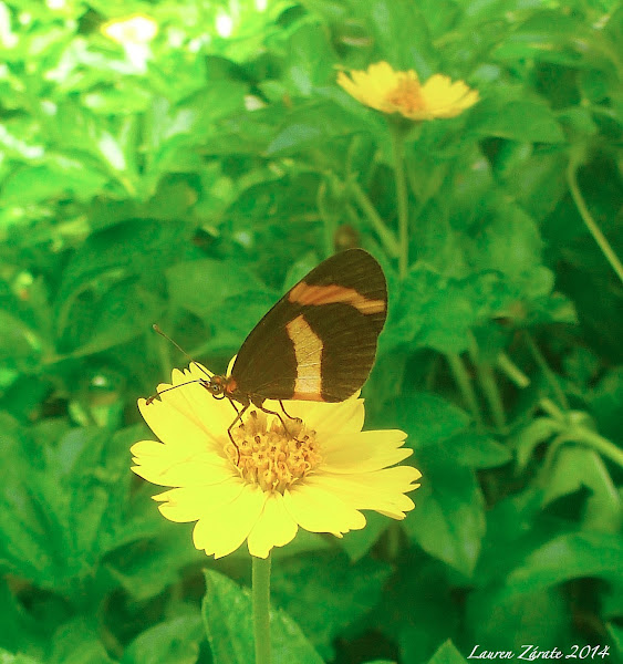 Elf Butterfly | Project Noah