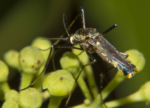 Giant Mosquito | Project Noah
