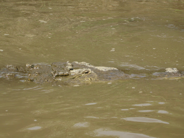 Crocodile | Project Noah