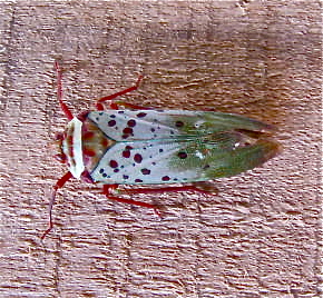 Fulgorid Planthopper | Project Noah