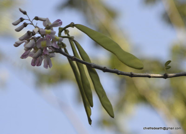 ശീമക്കൊന്ന, சீமை அகத்தி, Mexican Lilac, Mother of Cocoa, Quickstick ...