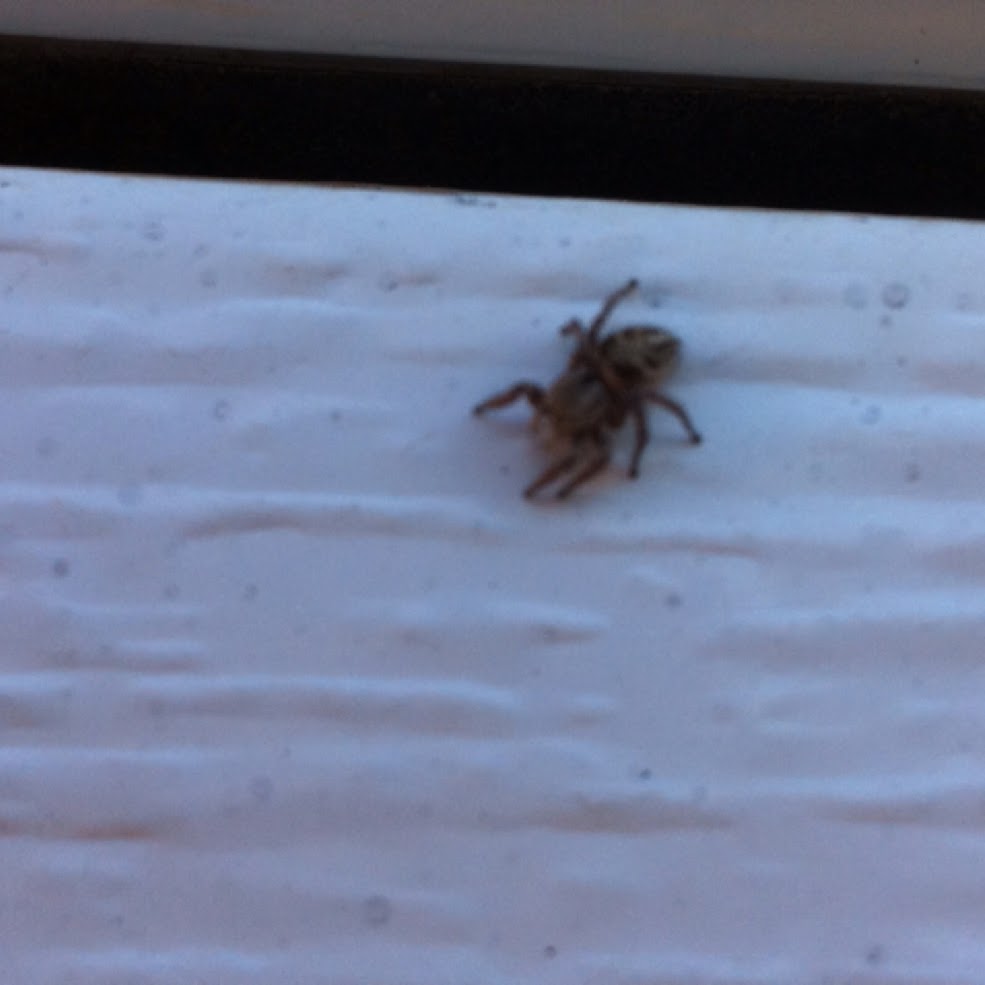 Jumping spider | Project Noah