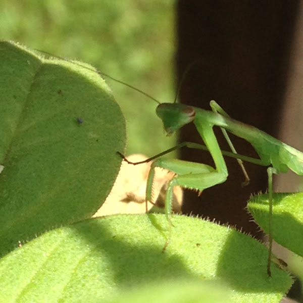 Chinese Mantis | Project Noah