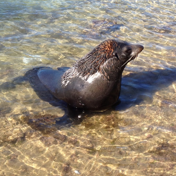 New Zealand Fur Seal | Project Noah