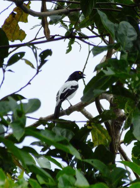 Magpie Tanager | Project Noah