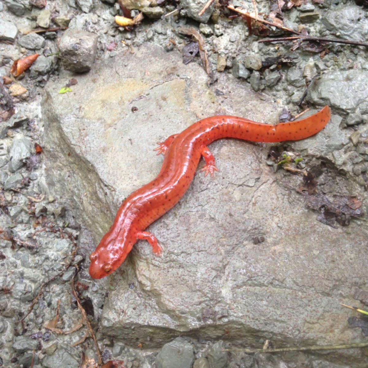 Kentucky spring salamander | Project Noah