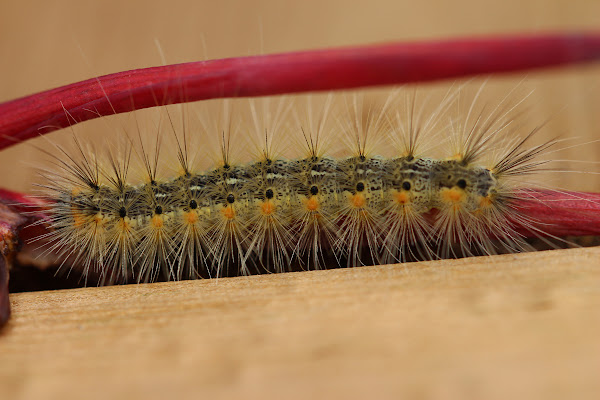 Fall Webworm | Project Noah