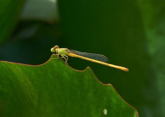 Yellow Waxtail Damselfly | Project Noah