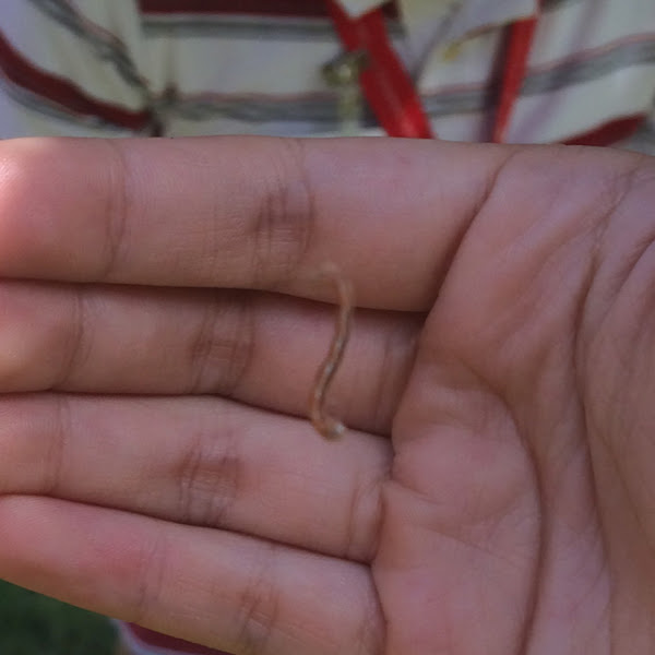 Inchworm | Project Noah