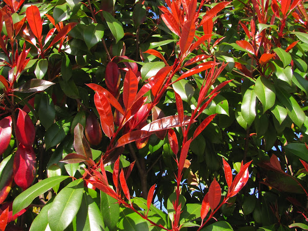 Photinia(Fotínia) | Project Noah