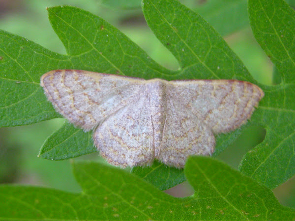 Cross's Wave Moth | Project Noah