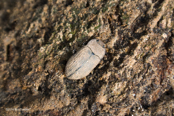 Darkling Beetle | Project Noah