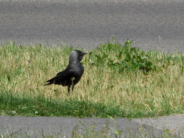 Jackdaw | Project Noah