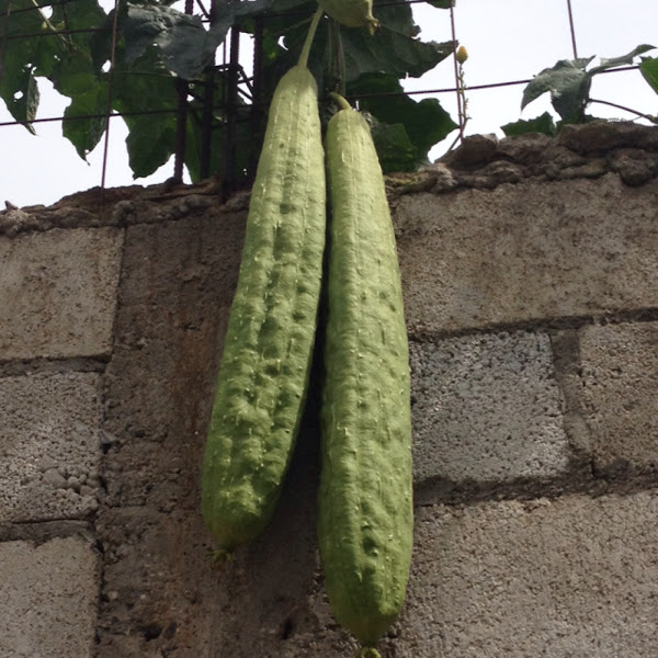 Planta de pashte | Project Noah