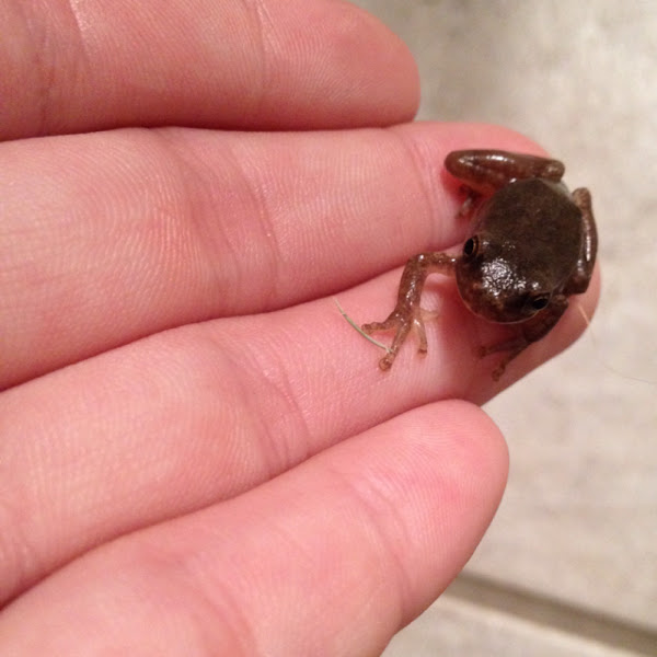 Baby gray tree-frog | Project Noah