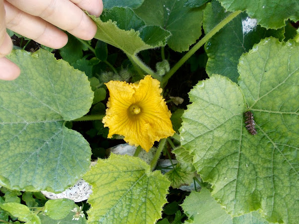 Crown pumpkin | Project Noah