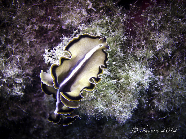 Polyclad Flatworm | Project Noah