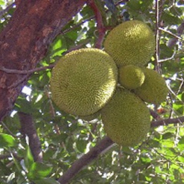Jackfruit | Project Noah