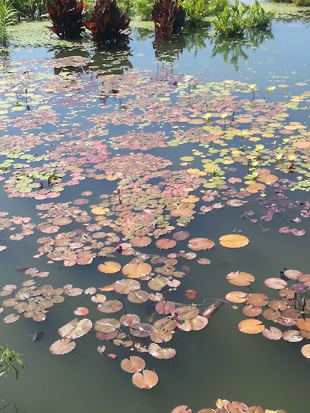 lily pad | Project Noah