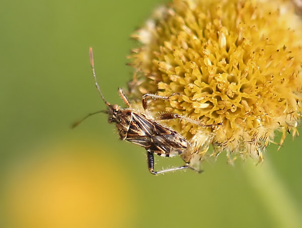 Flower Assassin bug | Project Noah