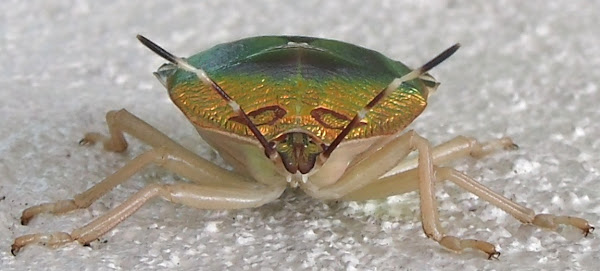 Mattiphus Shield Bug | Project Noah