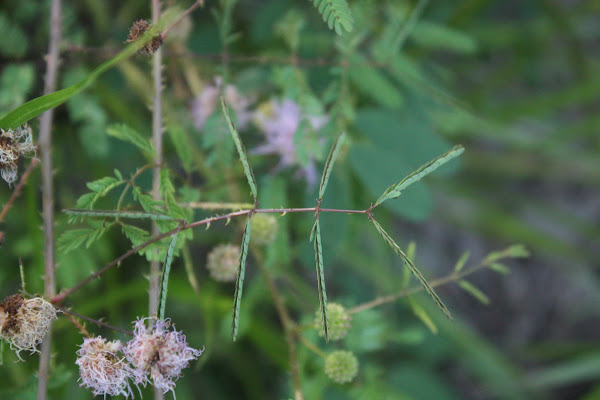 Littleleaf Sensitive-briar | Project Noah